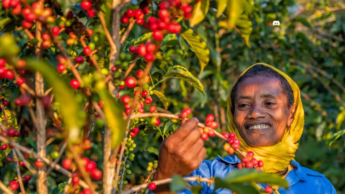 Green Coffee Beans and Their Origins – Ororo Experience | UAE
