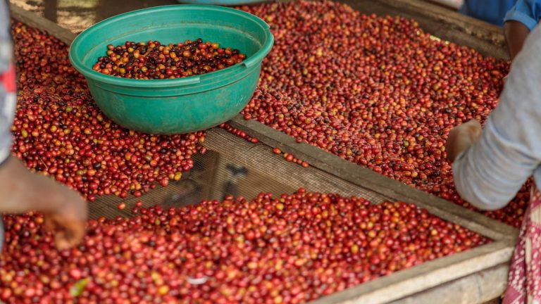 Congo Coffee – Ororo Experience | UAE